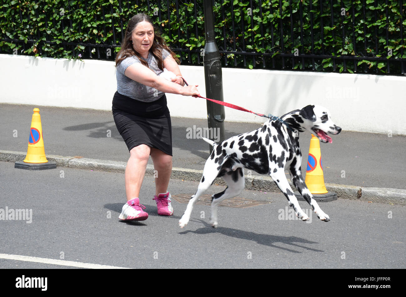 London, UK, 30/06/2017 Woman struggles to control her dalmation dog ...