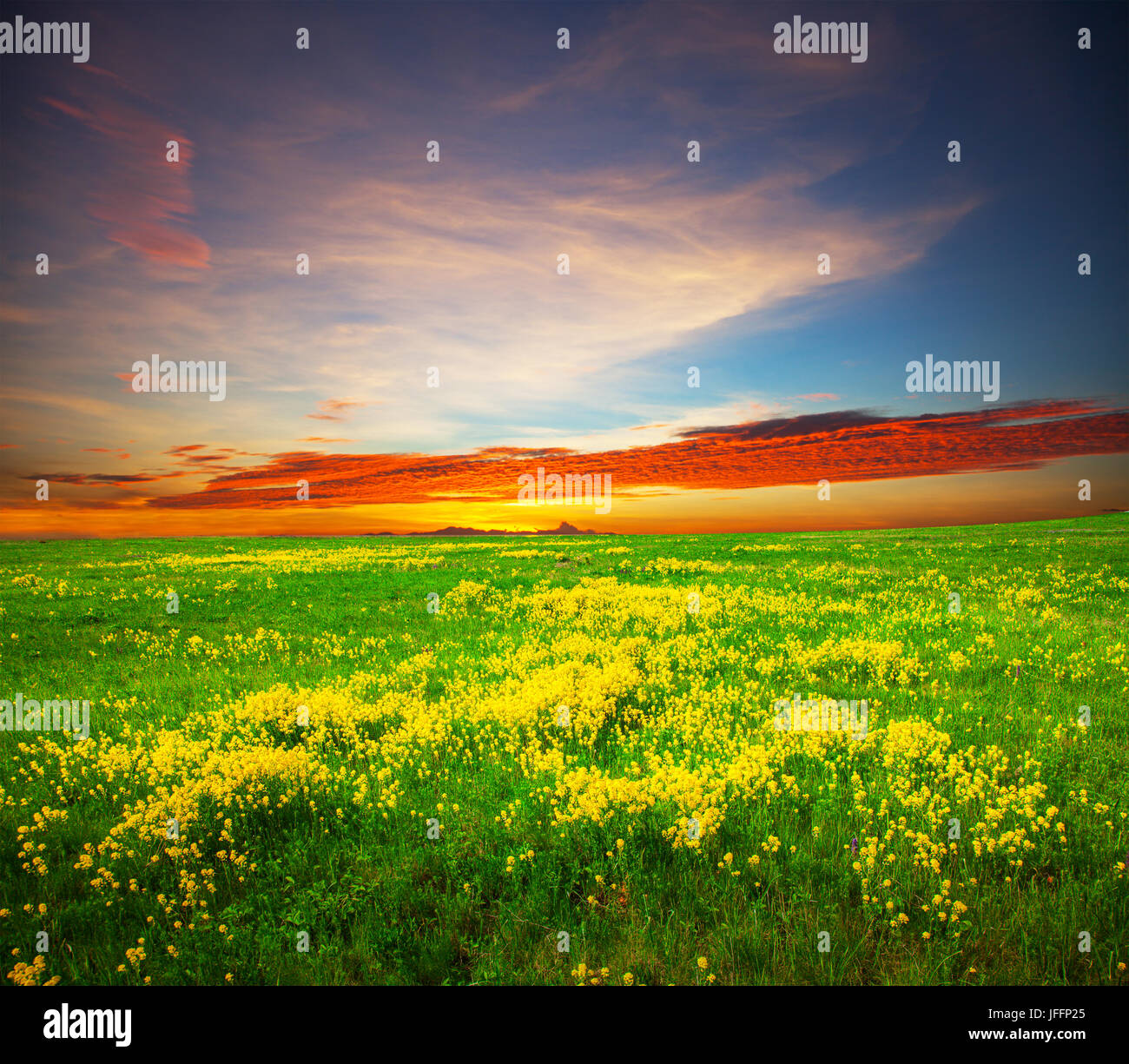 Beautiful field flower sunset hi-res stock photography and images - Alamy