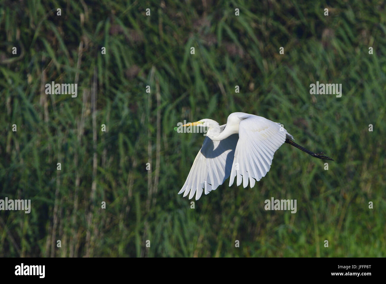 Great egret in flight Stock Photo - Alamy