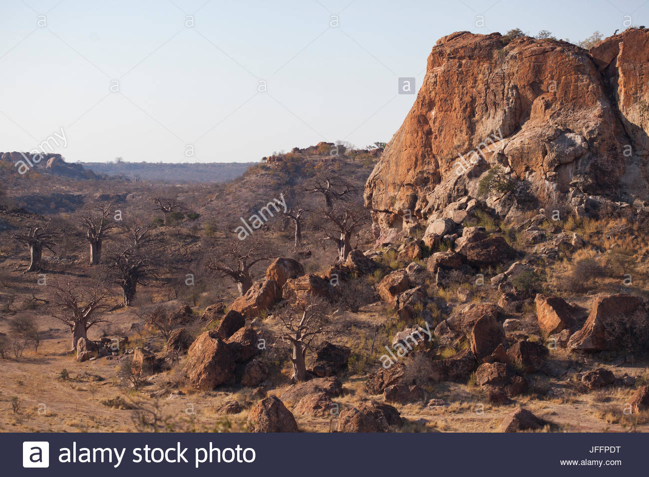 Baobab Trees Stock Photos & Baobab Trees Stock Images - Alamy