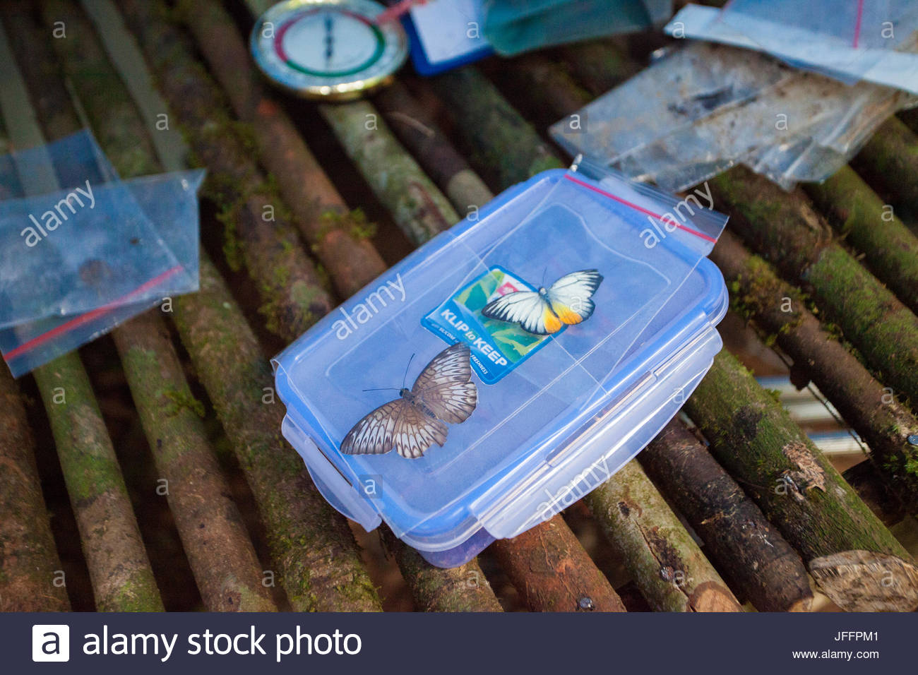 Butterfly Specimens High Resolution Stock Photography and Images - Alamy