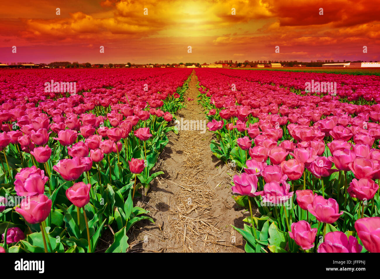 The dutch tulips hi-res stock photography and images - Alamy