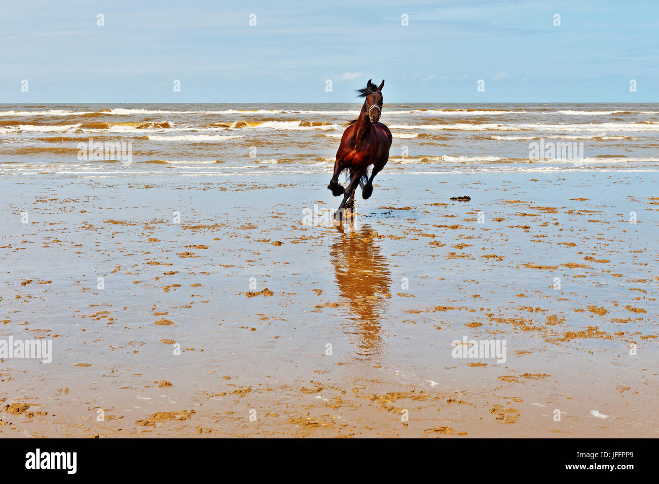 Dancing horse hi-res stock photography and images - Alamy