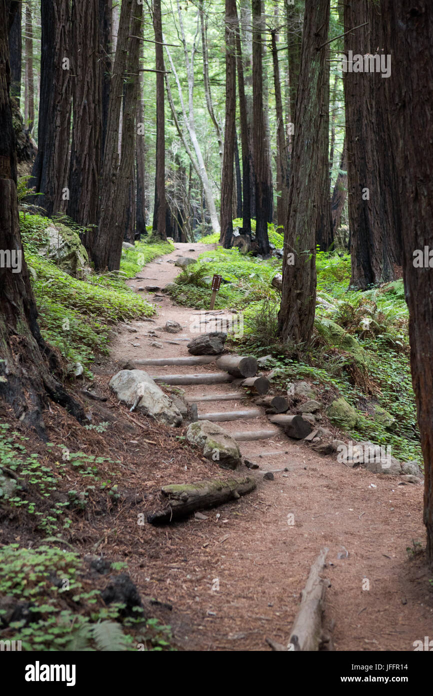 A hiking trail, with man-made steps, winds through a redwood forest ... A hiking trail, with man-made steps, winds through a redwood forest ...