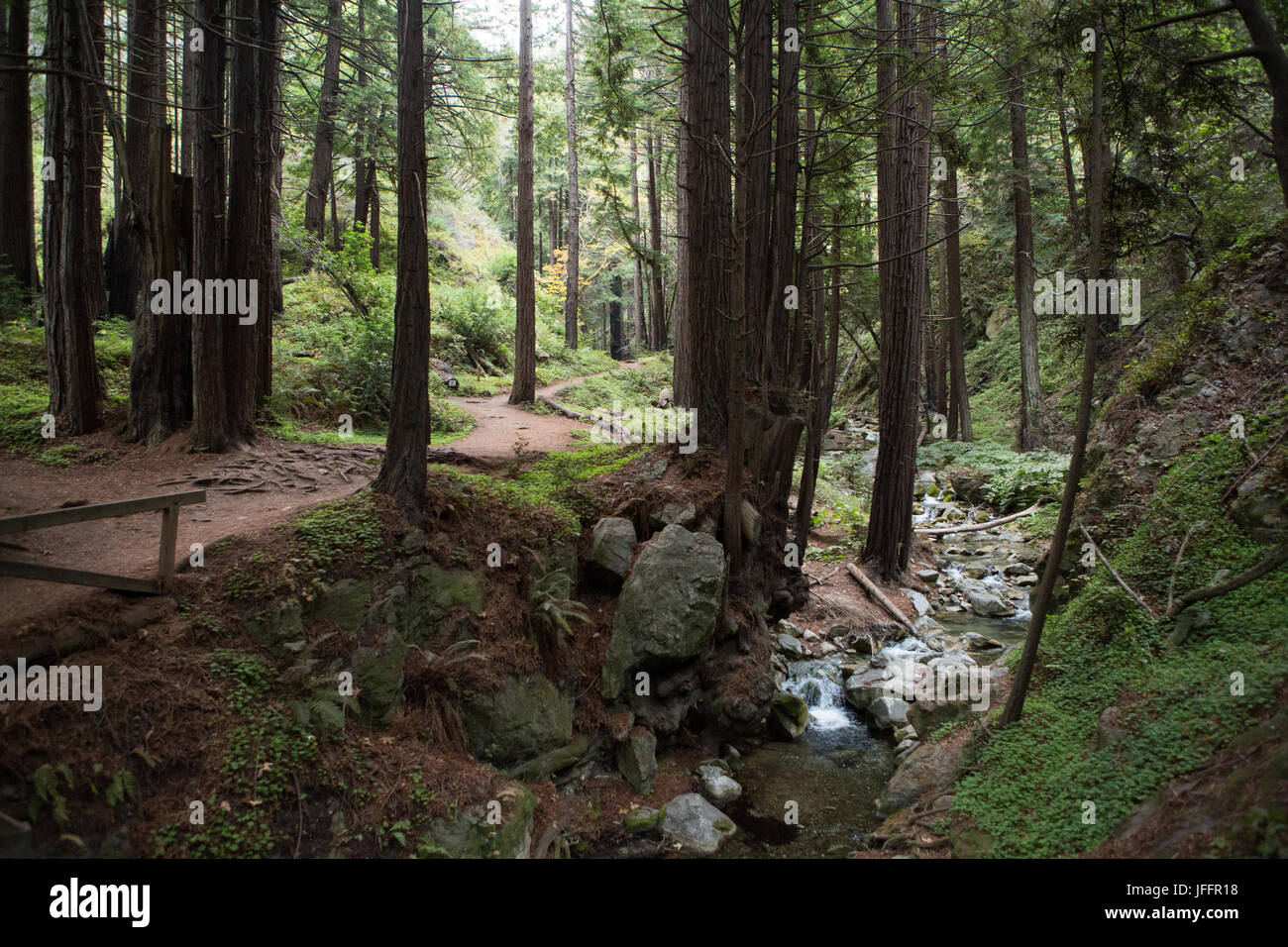 A hiking trail and stream winding through a redwood forest Stock Photo ...