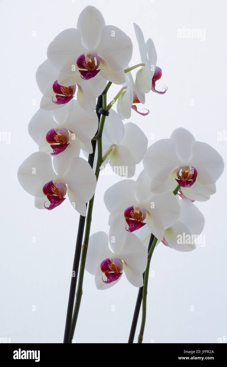 branch of orchid isolated on white background Stock Photo - Alamy