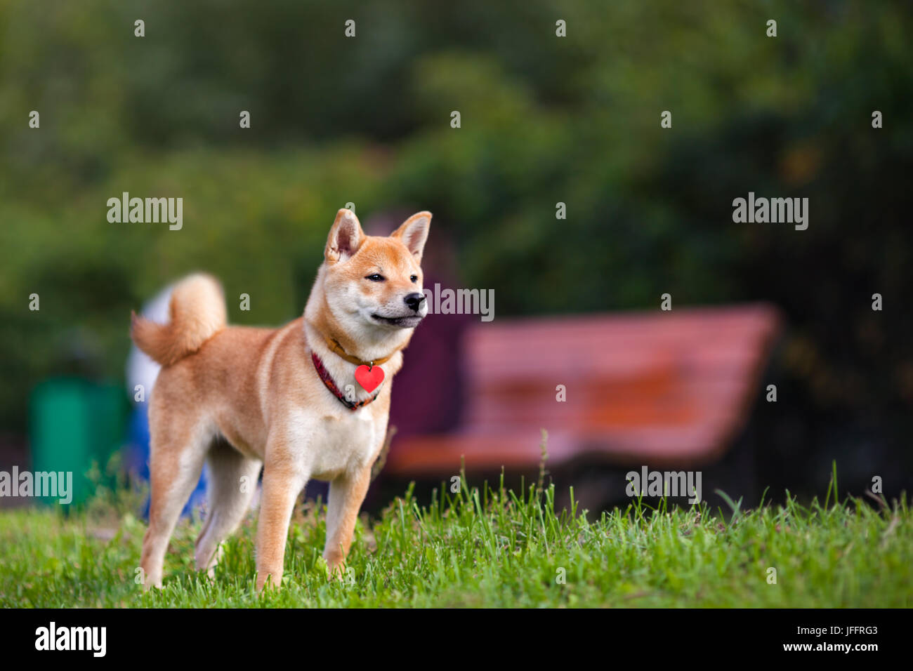 A young shiba inu in green garden Stock Photo - Alamy