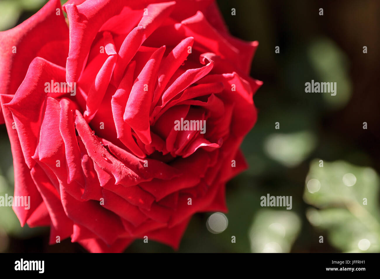 Full bloom red rose hi-res stock photography and images - Alamy