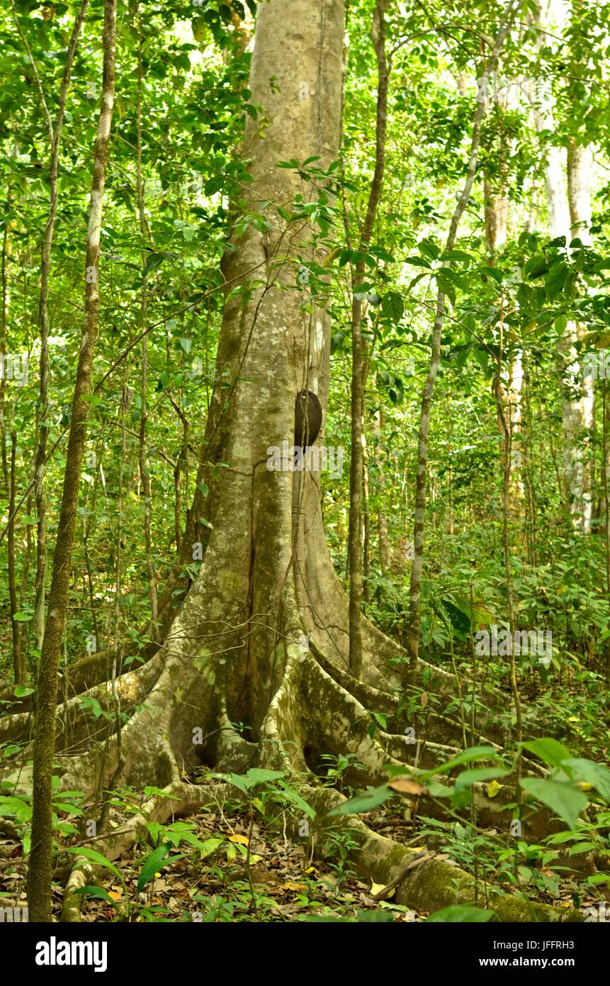Primary forest hi-res stock photography and images - Alamy