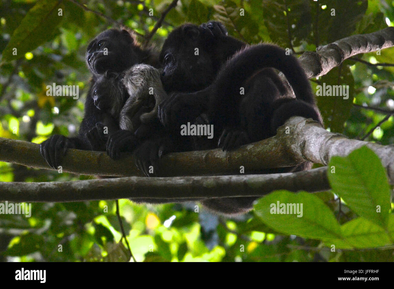 A family of howler monkeys, Alouatta palliata, on Barro Colorado Island ...