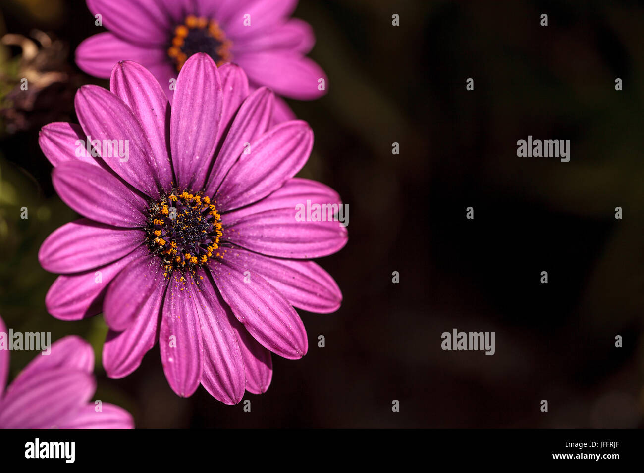 Macro of African daisy Osteospermum ecklonis Stock Photo - Alamy