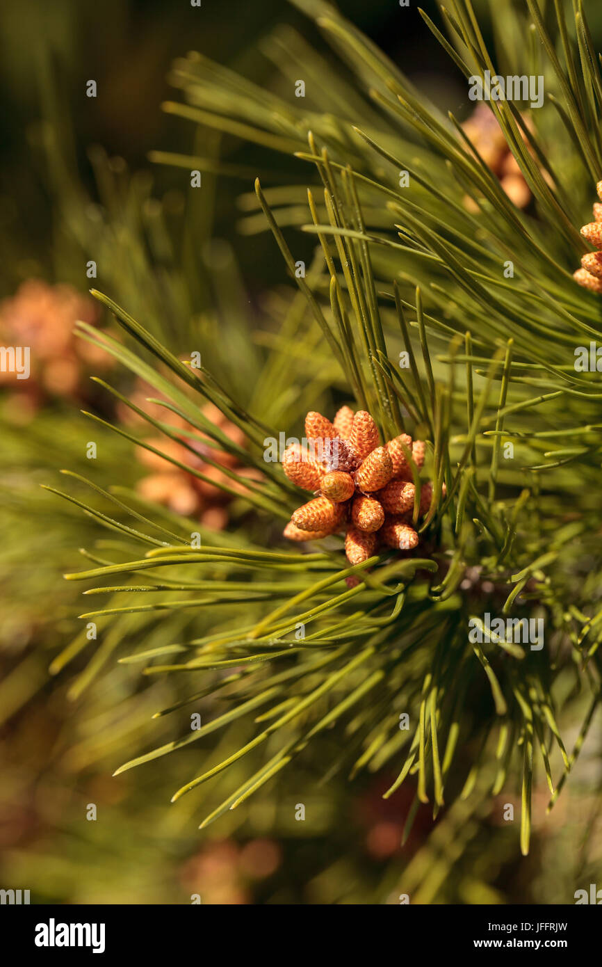 Green pine needle hi-res stock photography and images - Alamy