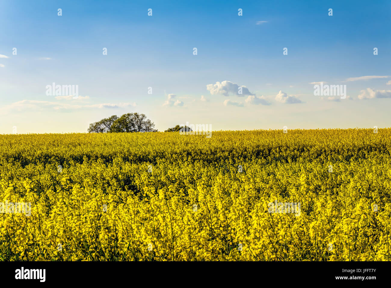 Rapeseed field in spring Stock Photo - Alamy