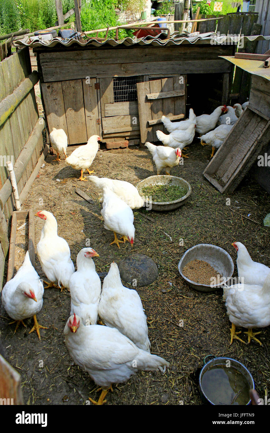 Hens in the poultry-yard Stock Photo - Alamy