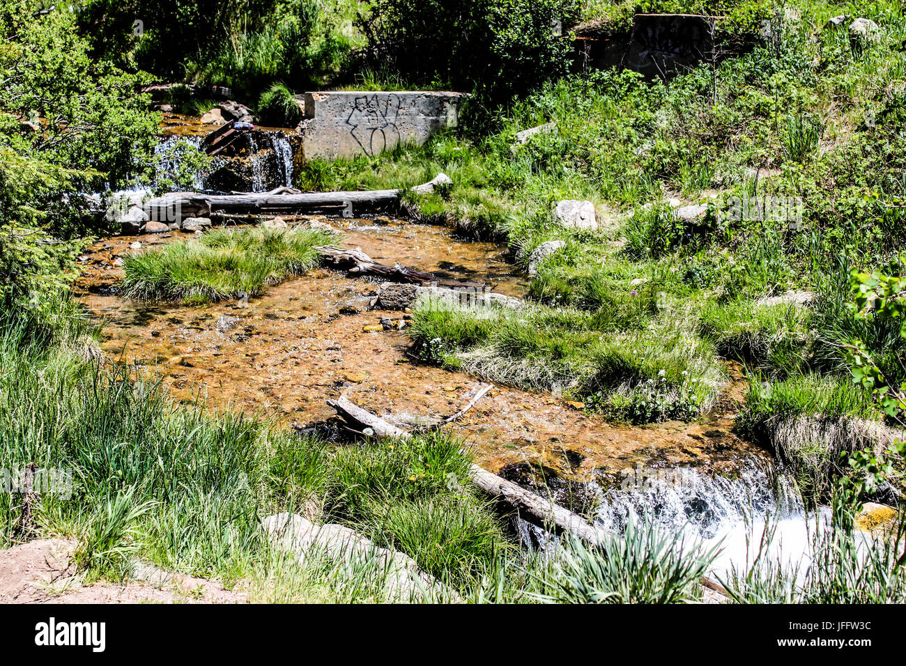 A little stream passes through the forest in a clearing Stock Photo - Alamy