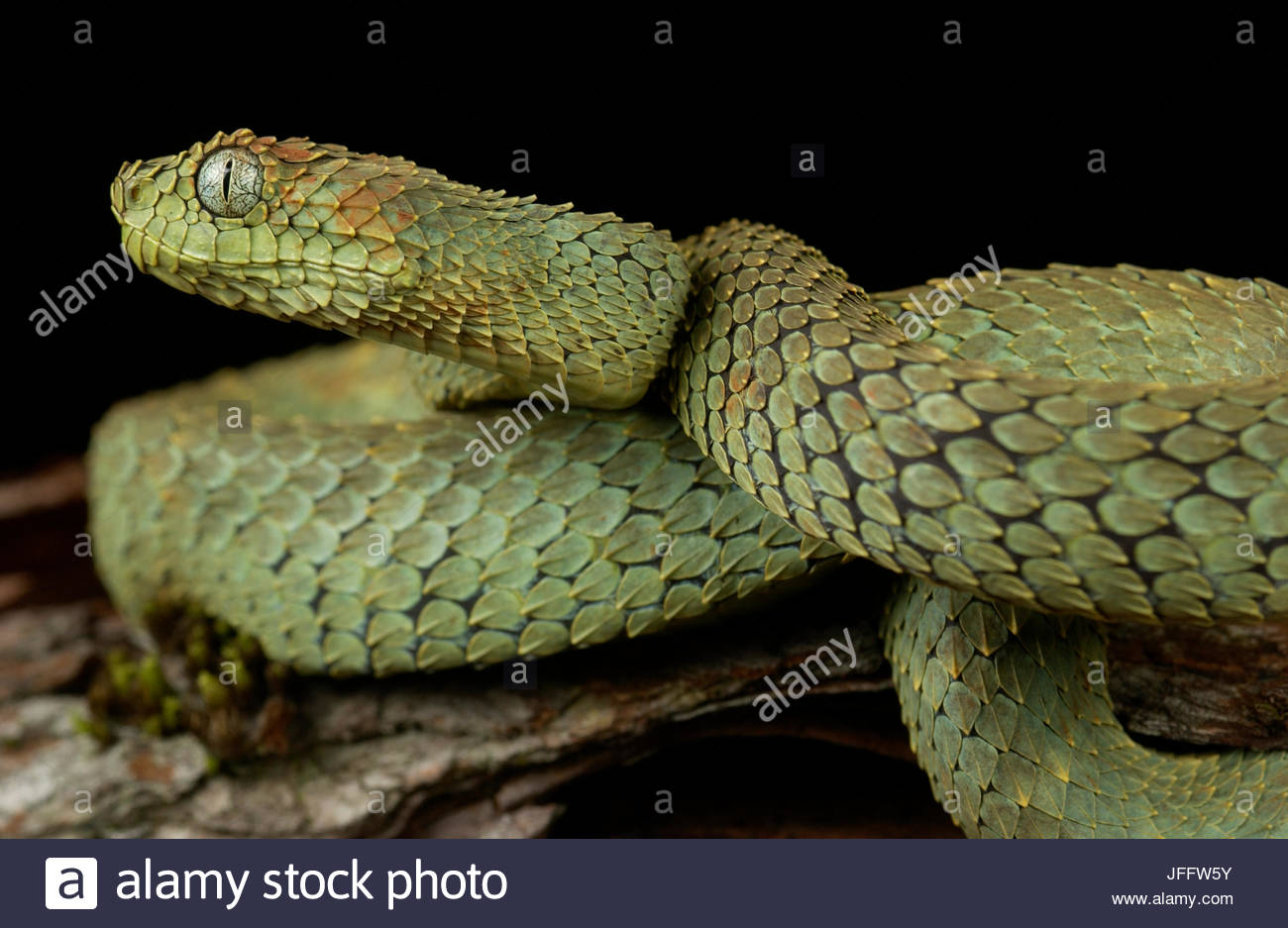 The Bush Viper Stock Photos & The Bush Viper Stock Images - Alamy