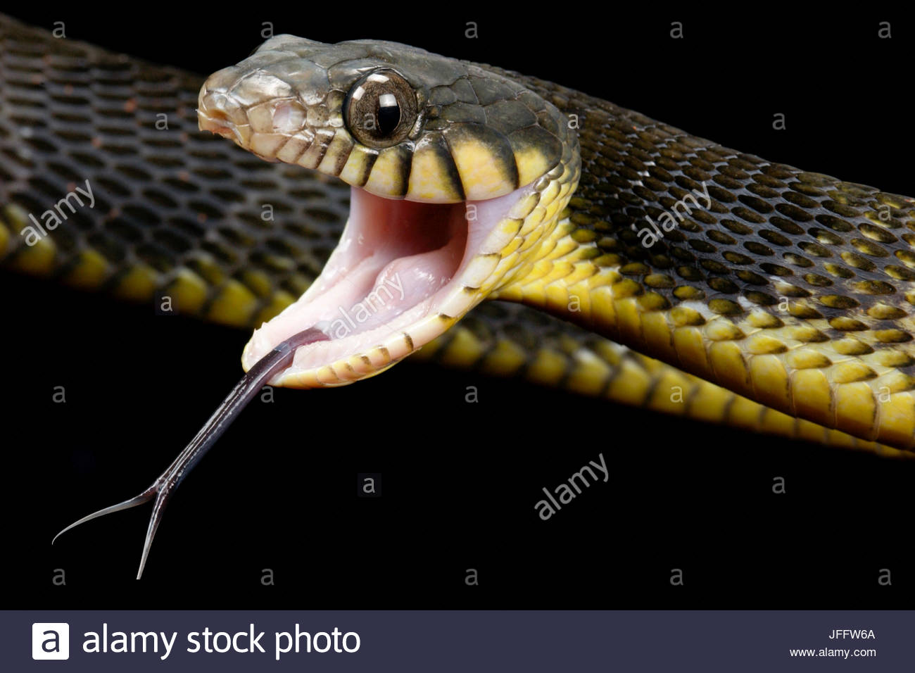 Boiga Stock Photos & Boiga Stock Images - Alamy