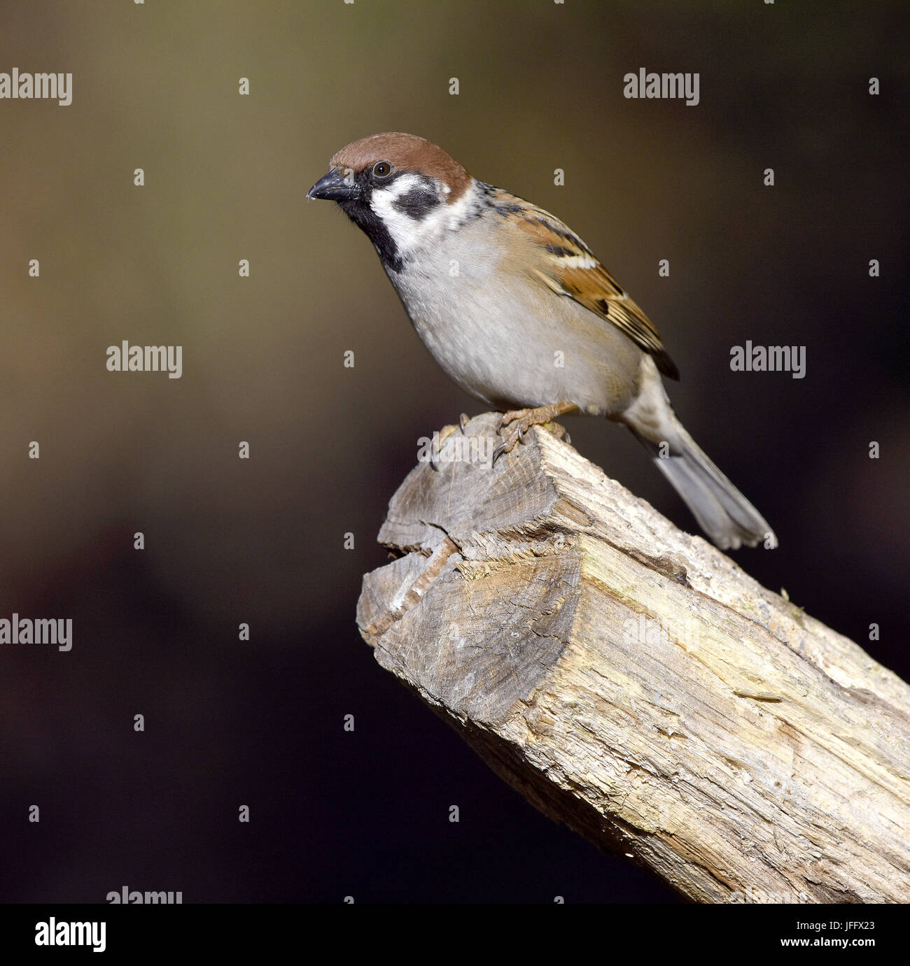sparrow; tree sparrow; passer montanus Stock Photo - Alamy