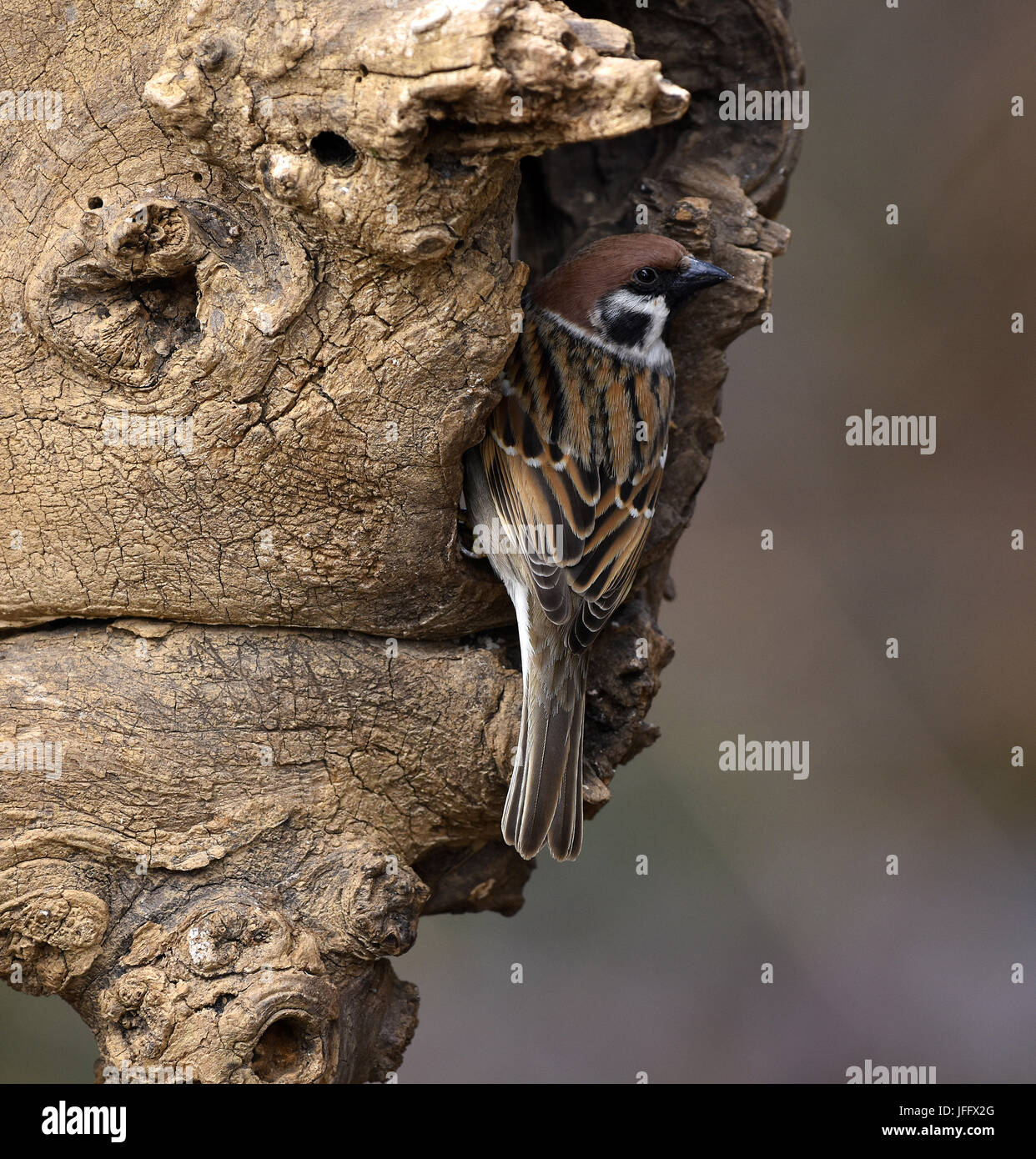 sparrow; tree sparrow; passer montanus Stock Photo - Alamy