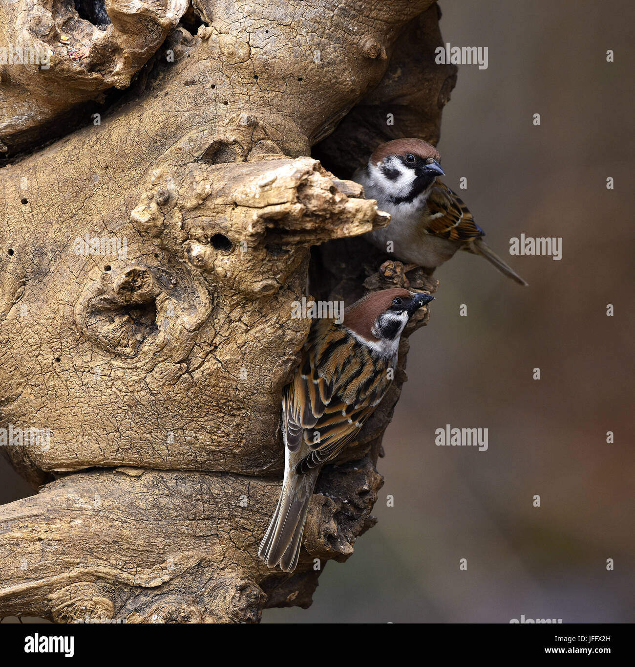sparrow; tree sparrow; passer montanus Stock Photo - Alamy