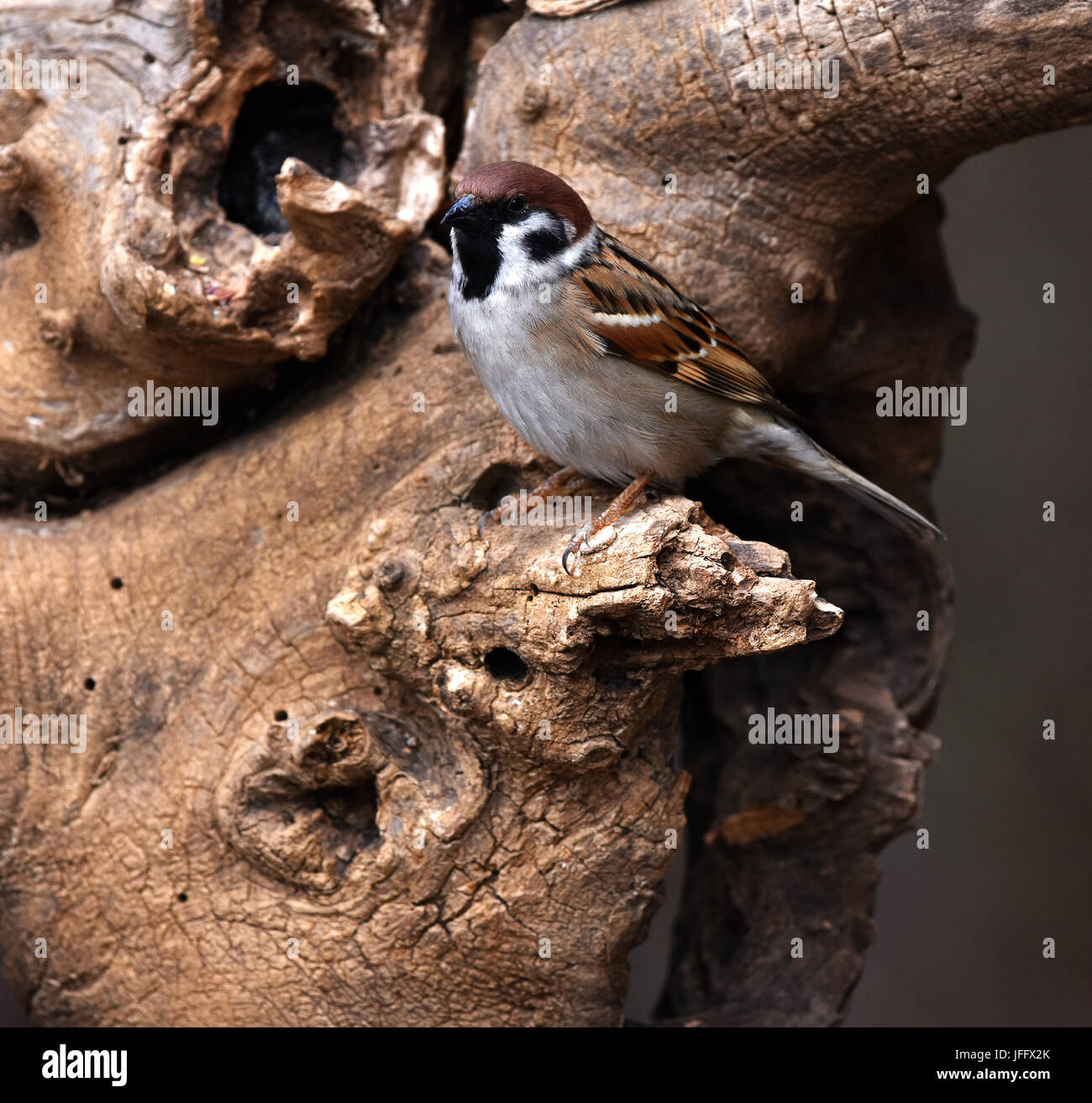 sparrow; tree sparrow; passer montanus Stock Photo - Alamy