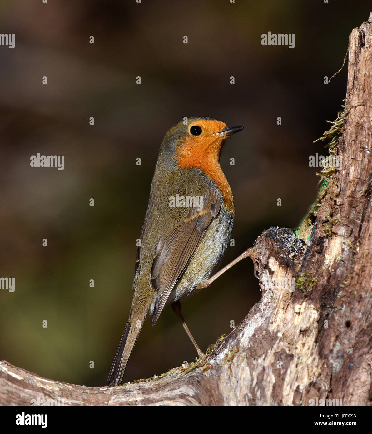 robin; redbreast; Erithacus rubecula Stock Photo - Alamy