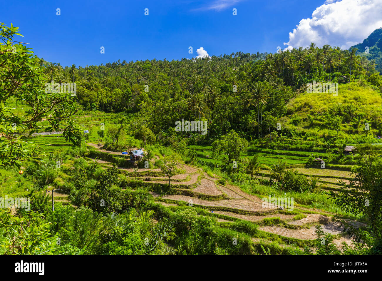 Rice fields - Bali island Indonesia Stock Photo - Alamy