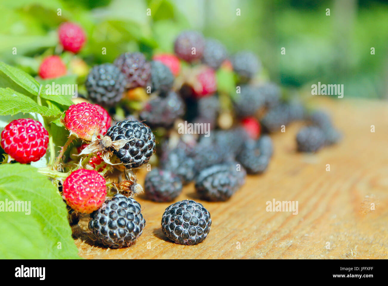 black raspberry fruits Stock Photo - Alamy