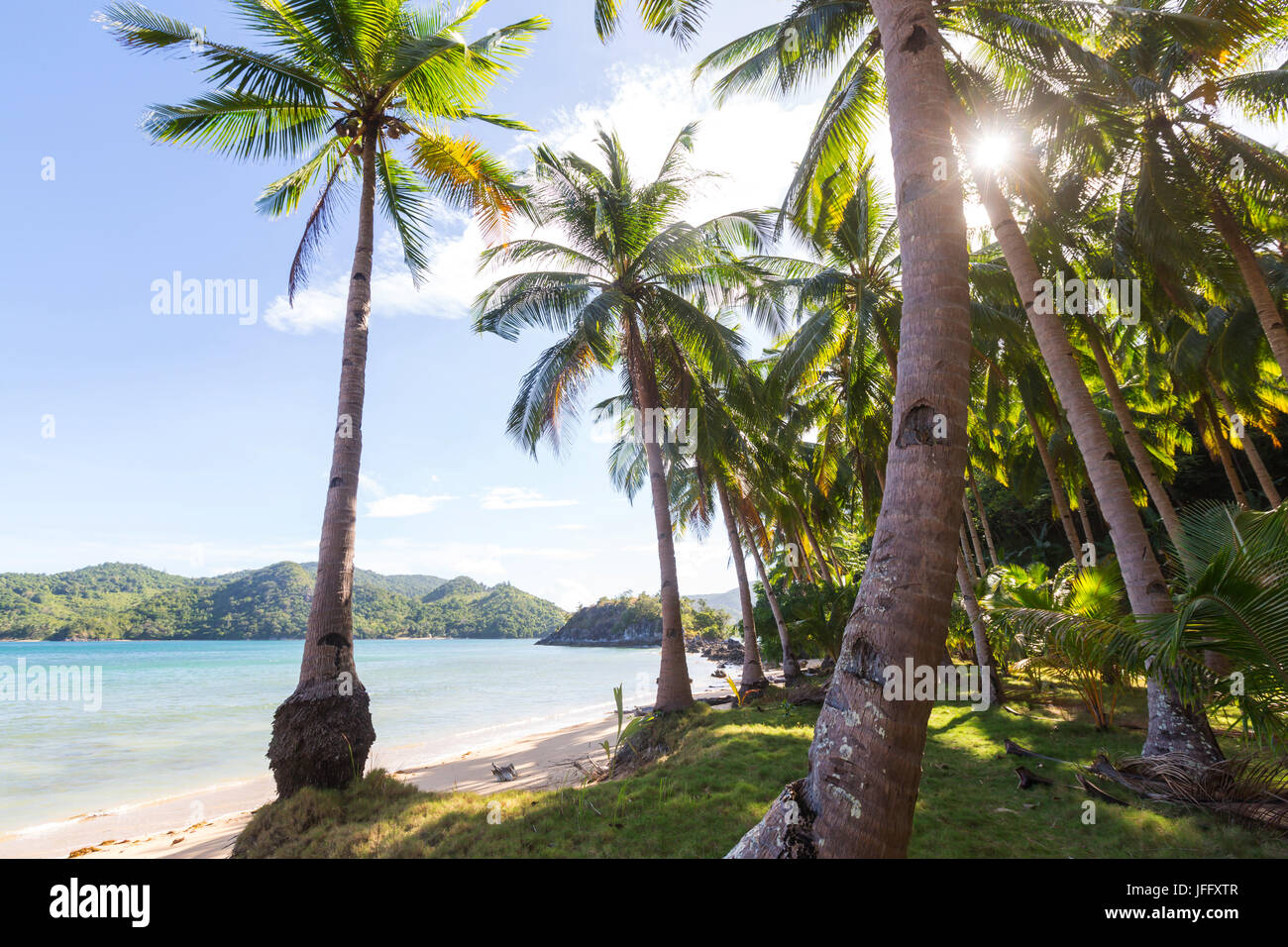 Beach pal tree hi-res stock photography and images - Alamy