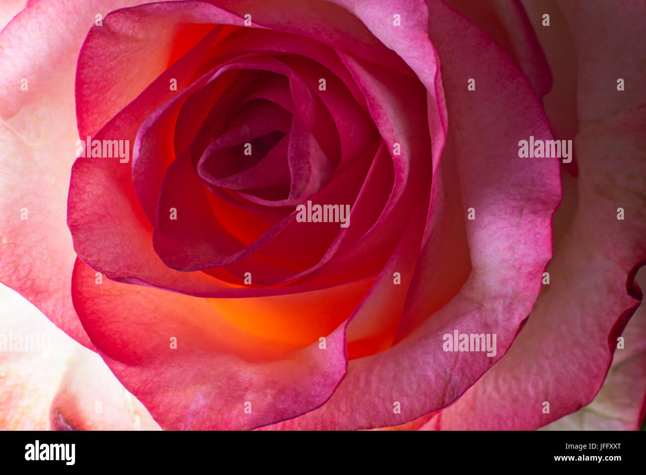 Rose effect hi-res stock photography and images - Alamy