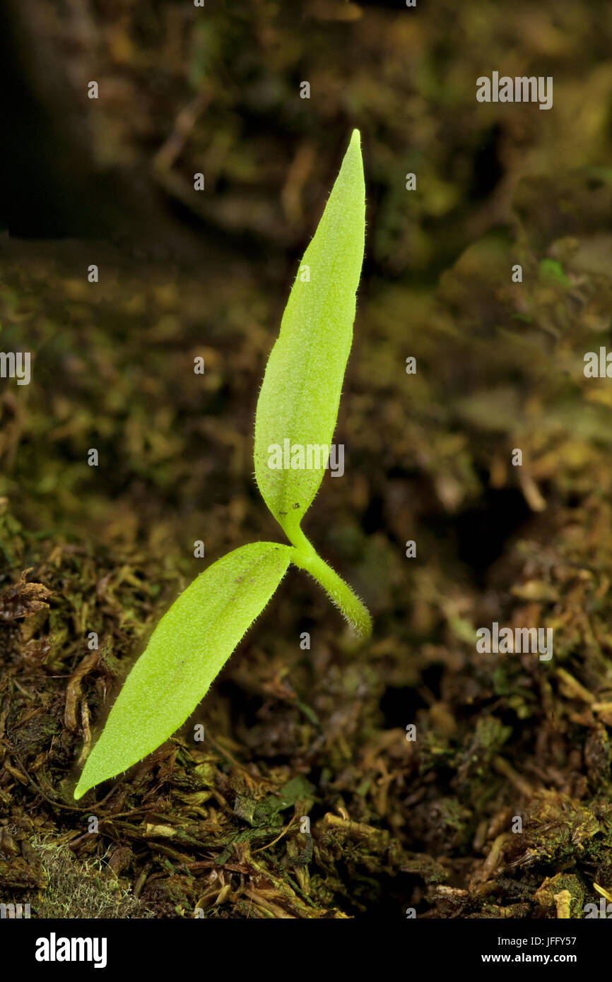 Small sun hi-res stock photography and images - Alamy