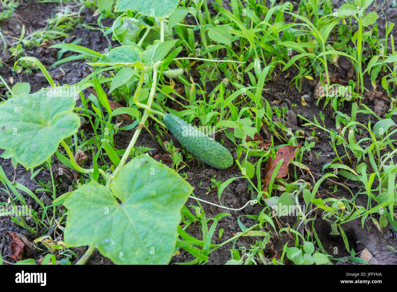 Cucumber seedling growing outdoors hi-res stock photography and images ...