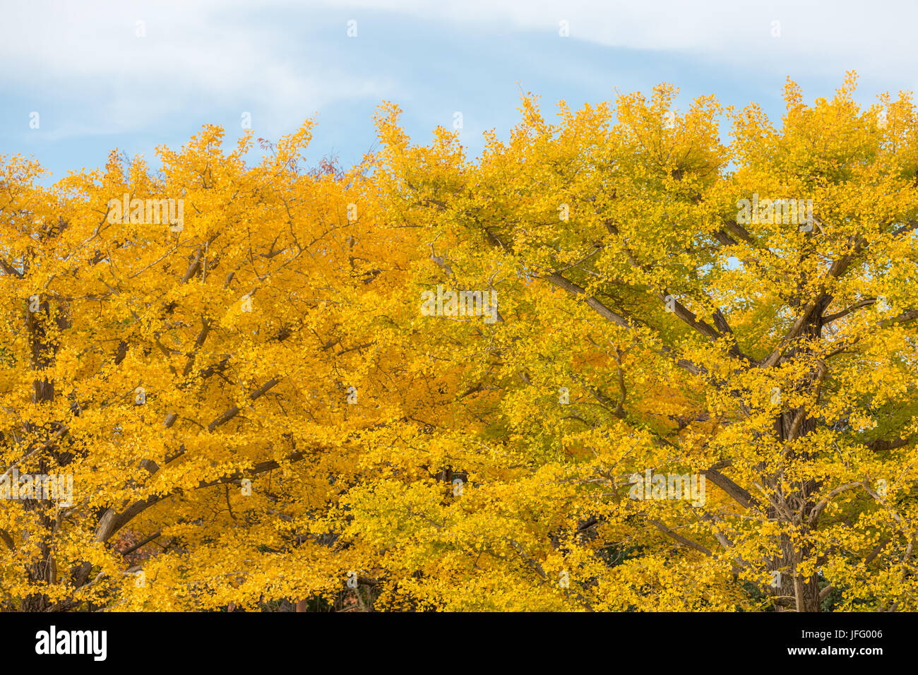 Ginkgo trees Autumn Stock Photo - Alamy