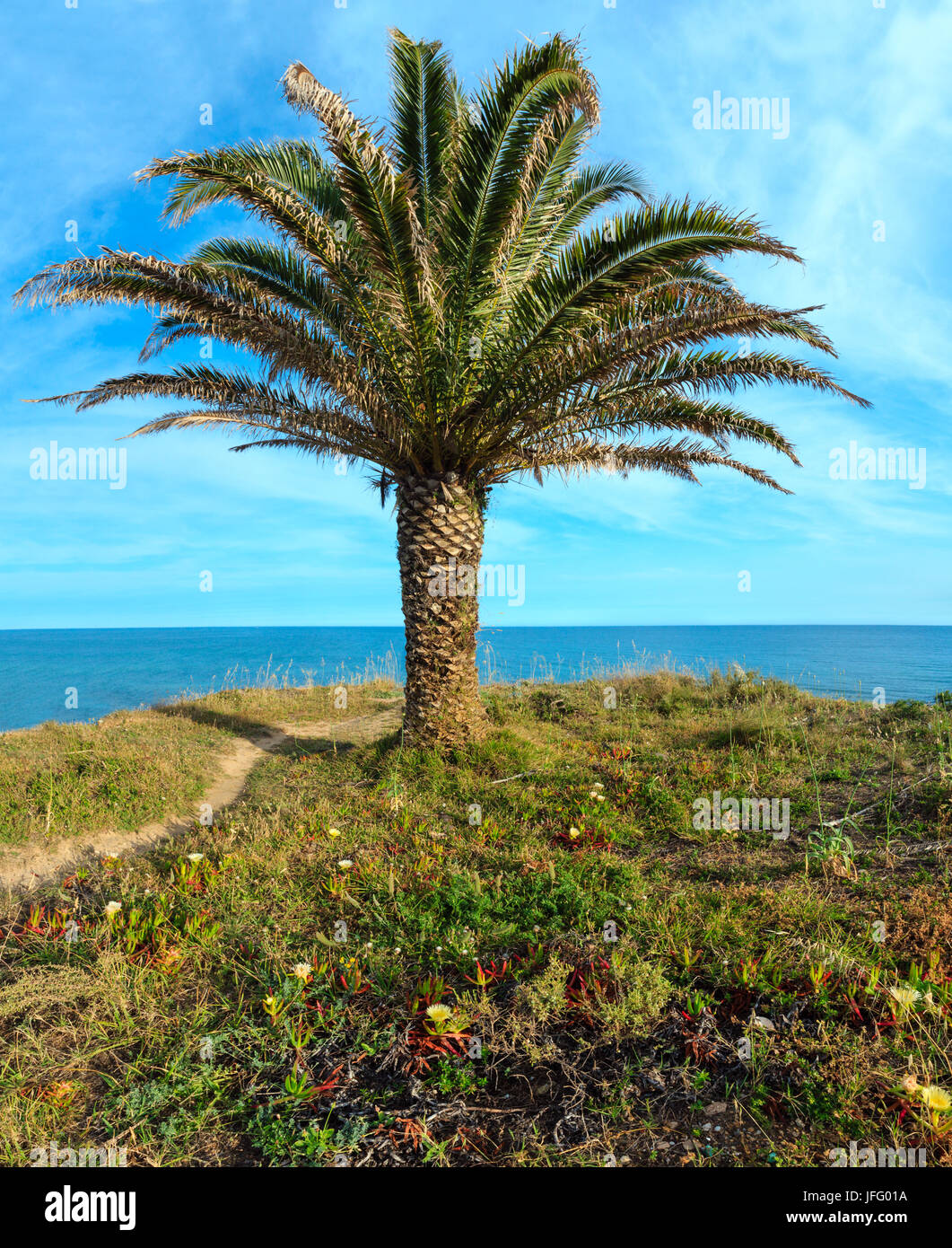 Palm tree on ocean shore Stock Photo - Alamy