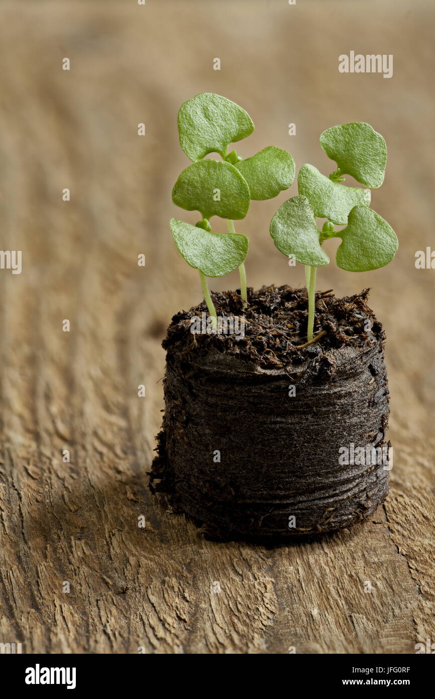 Small green sprout Stock Photo - Alamy