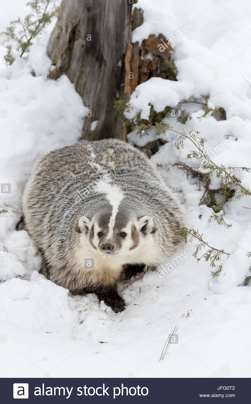 American Badger In Snow Stock Photos & American Badger In Snow Stock ...