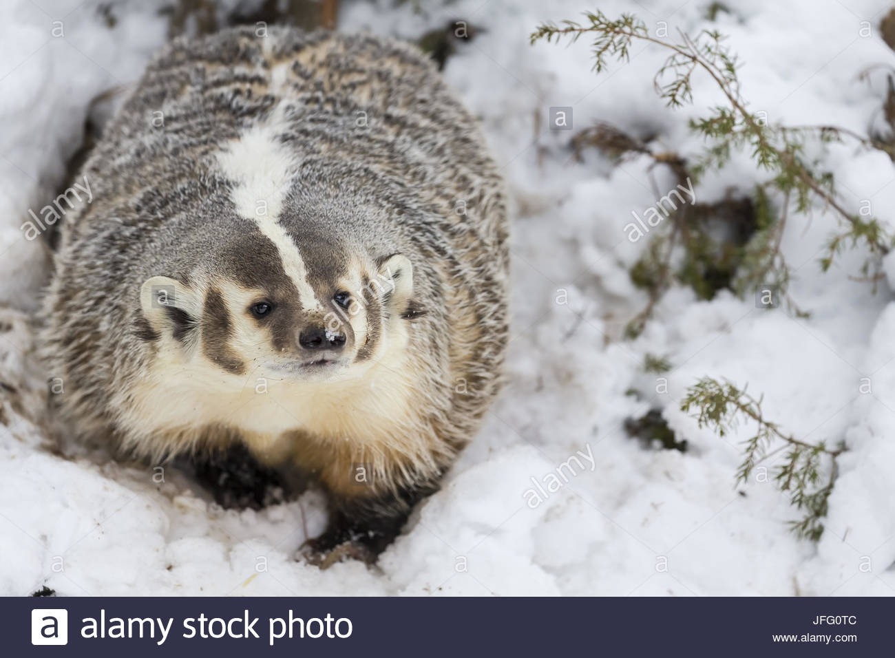 Dachs Winter High Resolution Stock Photography and Images - Alamy