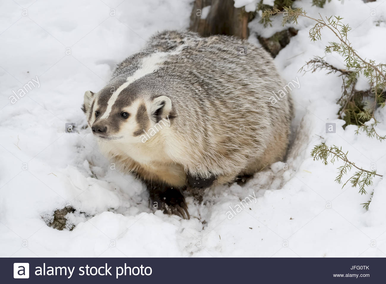 American Badger In Snow Stock Photos & American Badger In Snow Stock ...