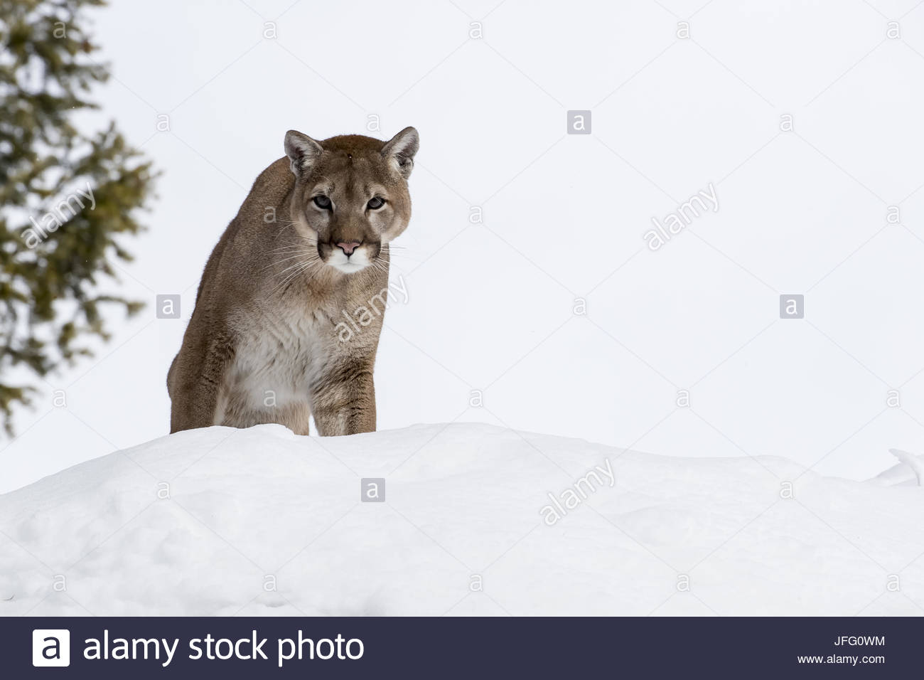 Snow Lion Stock Photos & Snow Lion Stock Images - Alamy