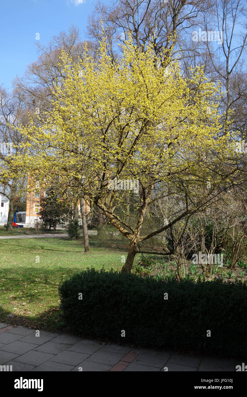 Cornus mas, European cornel, standard tree Stock Photo - Alamy
