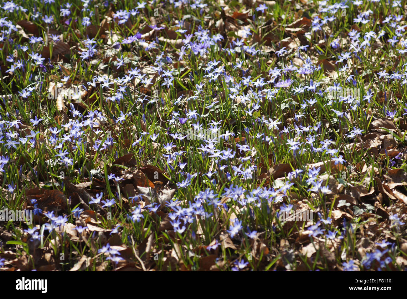 Alpine squills hi-res stock photography and images - Alamy