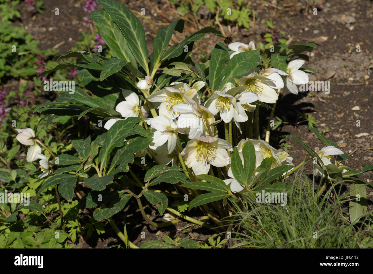 Hellebore niger hi-res stock photography and images - Alamy