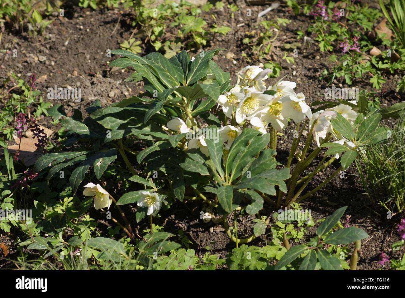 Helleborus niger, Hellebore Stock Photo - Alamy