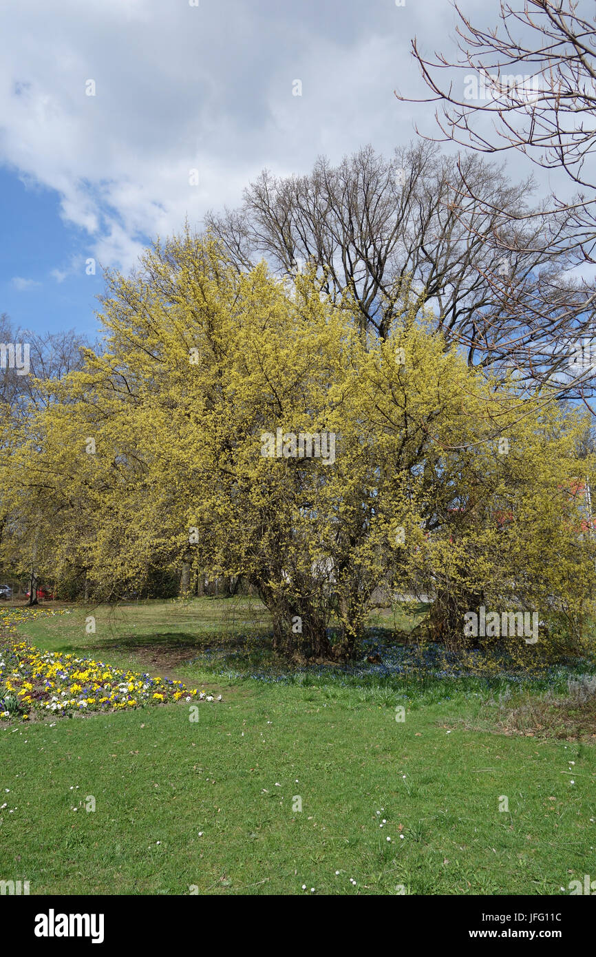 Cornus mas tree hi-res stock photography and images - Alamy
