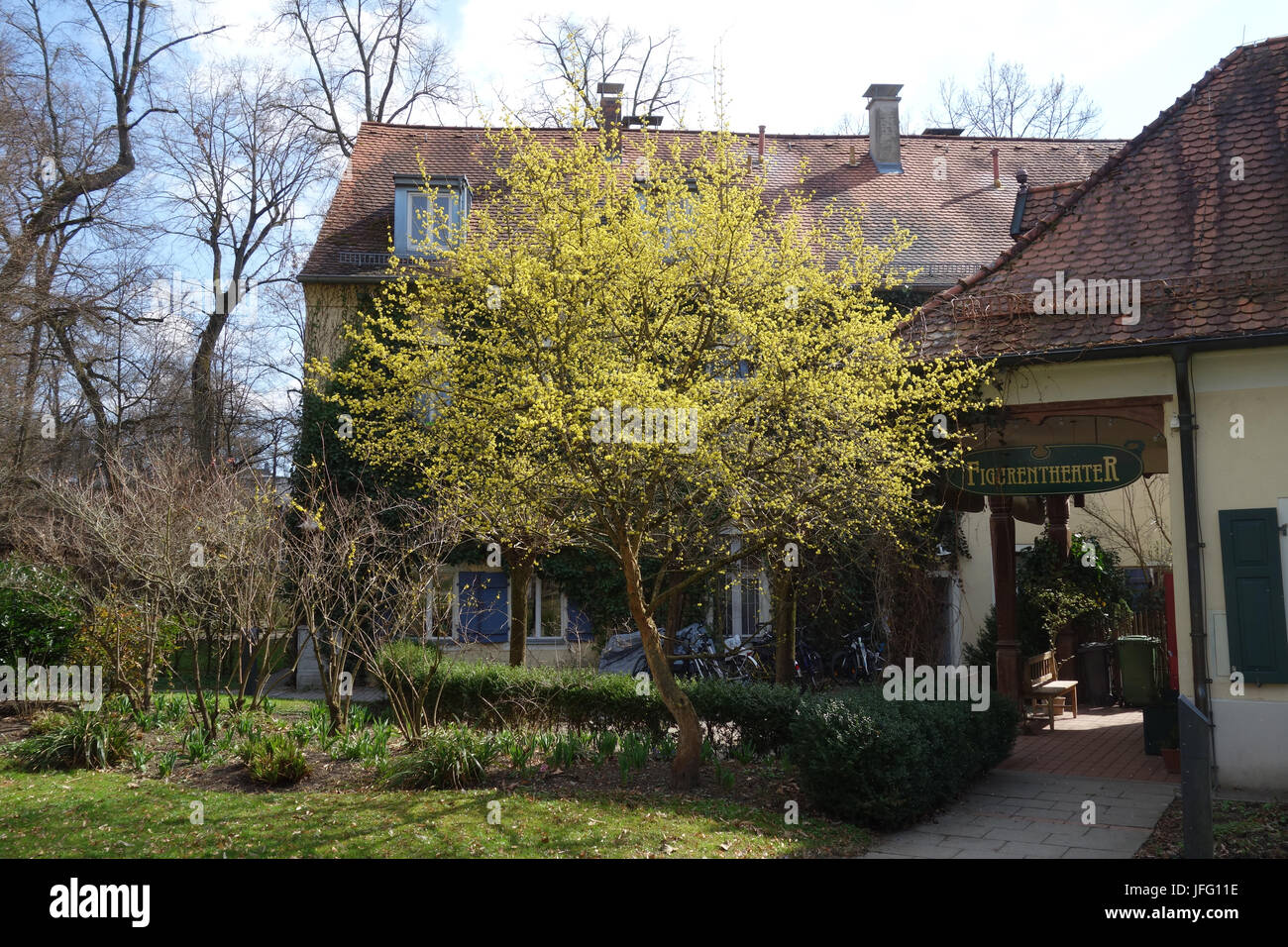 Cornus mas, European cornel, standard tree Stock Photo - Alamy