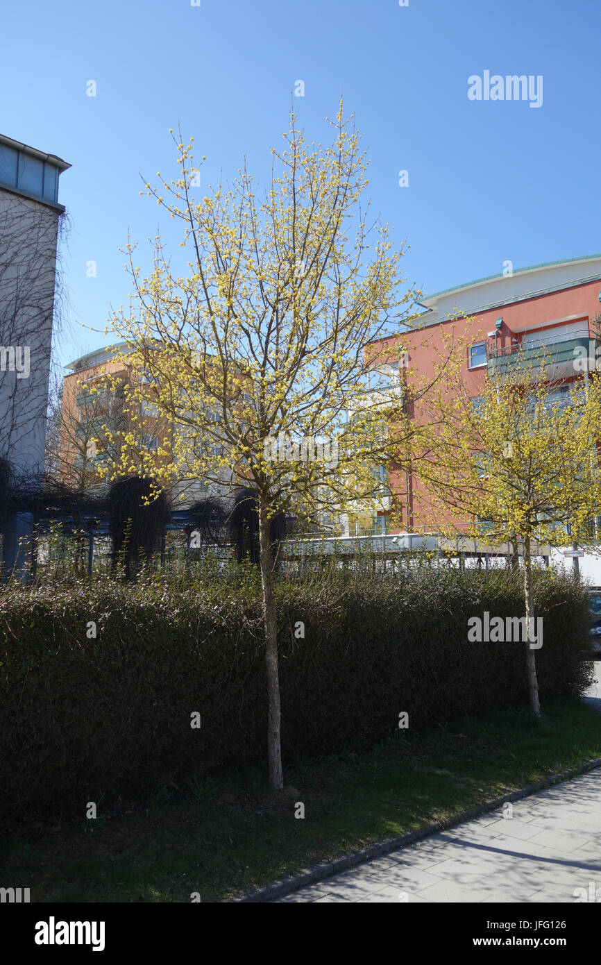 Cornus mas, European cornel, standard tree Stock Photo - Alamy