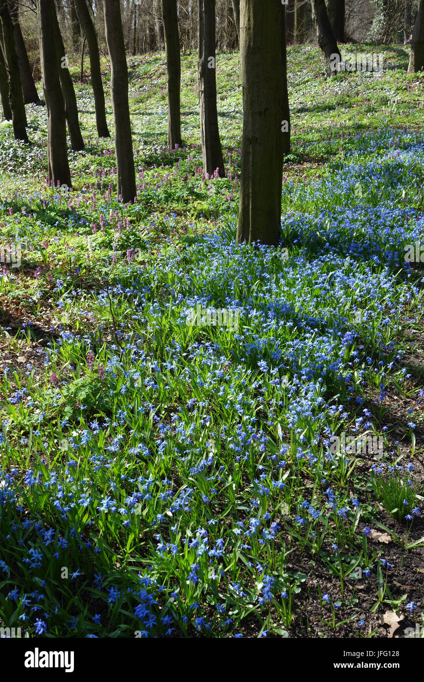 Siberian squill bulb hi-res stock photography and images - Alamy