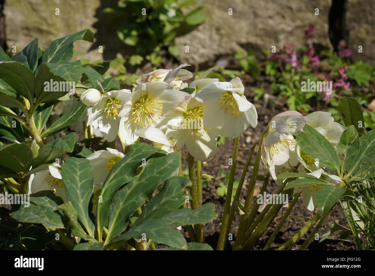 Helleborus niger, Hellebore Stock Photo - Alamy