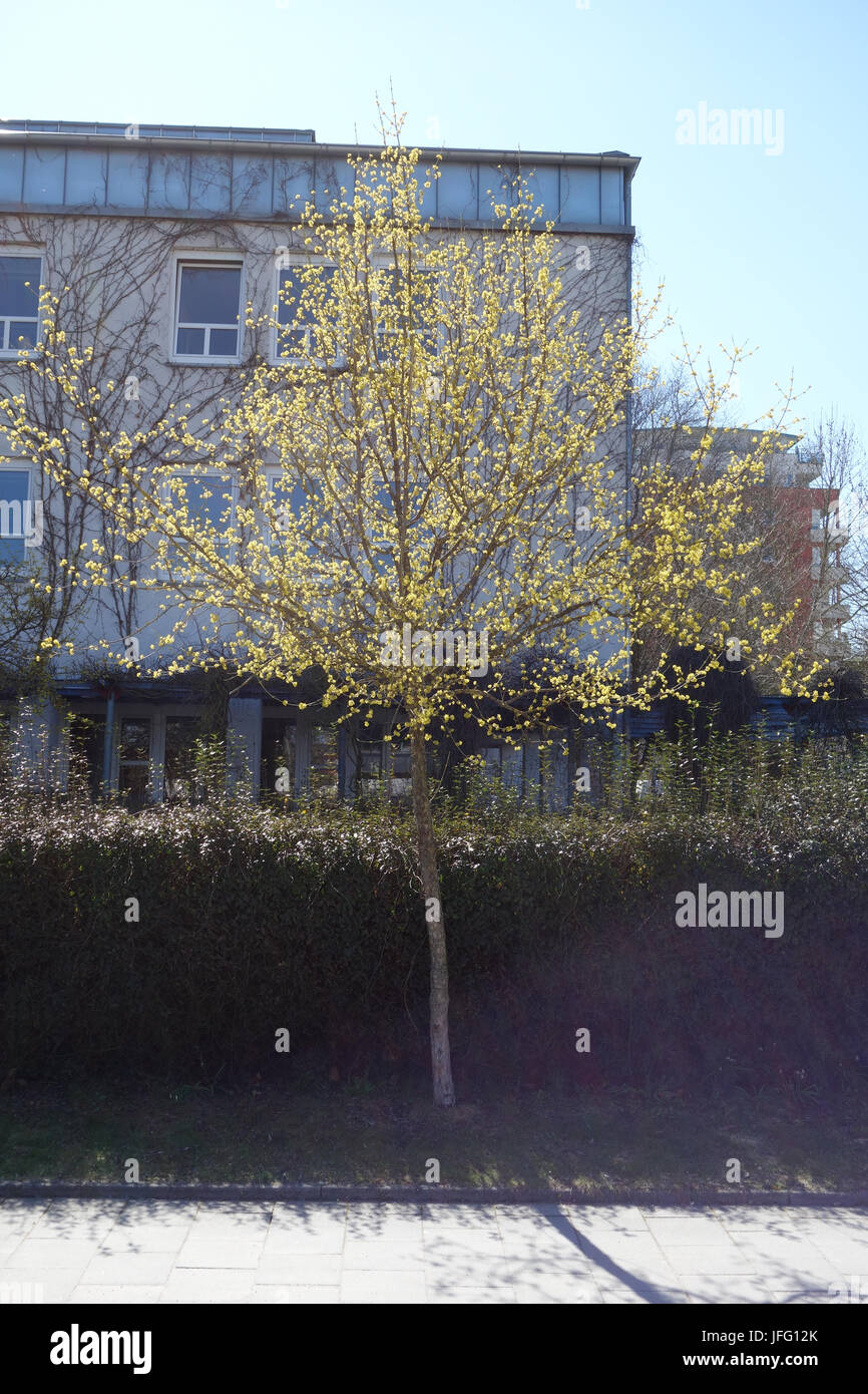 Standard fruit tree hi-res stock photography and images - Alamy