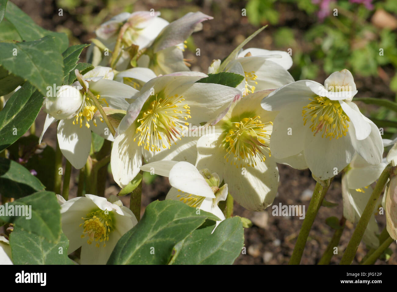 Helleborus niger, Hellebore Stock Photo - Alamy